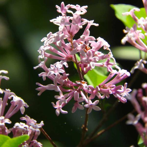 商品発送元："ITANSE農園セレクト通販"Healthy Herb &amp; Plants &amp; Foフラワー・ガーデニング、植木・盆栽・果樹【PVP出願品種28471号/海外への持出や営利目的の増殖は禁止されています】 【品種特...