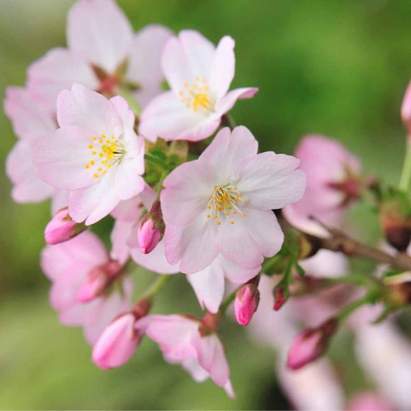 商品発送元："ITANSE農園セレクト通販"Healthy Herb &amp; Plants &amp; Foフラワー・ガーデニング、植木・盆栽・果樹【品種特徴】 富士山の麓、静岡県御殿場市周辺に自生する豆桜(富士桜)系の園芸品種。 最大...