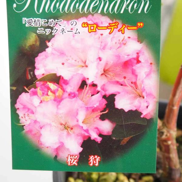 商品発送元："ITANSE農園セレクト通販"Healthy Herb &amp; Plants &amp; Foフラワー・ガーデニング、植木・盆栽・果樹【品種特徴】「桜狩(さくらがり)」という雅な名前がつけられた、人気の高い西洋シャクナゲの...