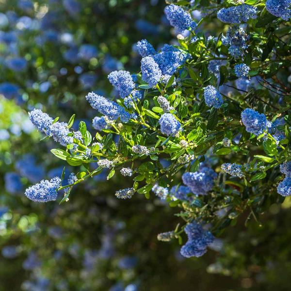 商品発送元："ITANSE農園セレクト通販"Healthy Herb &amp; Plants &amp; Foフラワー・ガーデニング、植木・盆栽・果樹【品種特徴】 「カリフォルニアライラック」の愛称で知られる、美しい花木。 最大の特徴は、...