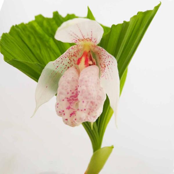 商品発送元："ITANSE農園セレクト通販"Healthy Herb &amp; Plants &amp; Foフラワー・ガーデニング、ガーデニング、苗物、花【品種特徴】山野草の女王とも称される、台湾原産の非常に希少で美しい地生ラン。春に咲...