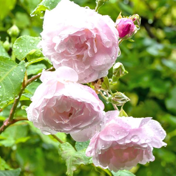 商品発送元："ITANSE農園セレクト通販"Healthy Herb &amp; Plants &amp; Foフラワー・ガーデニング、植木・盆栽・果樹【品種特徴】 1817年にフランスで作出された、ノアゼットローズを代表する歴史的な銘花で...