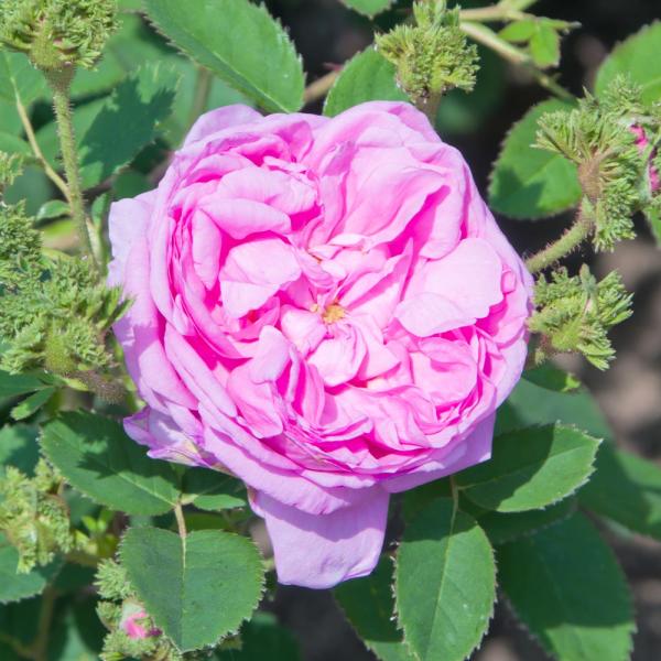 商品発送元："ITANSE農園セレクト通販"Healthy Herb &amp; Plants &amp; Foフラワー・ガーデニング、植木・盆栽・果樹【品種特徴】1826年以前にスイスで発見されたとされる、ケンティフォリア・モスローズ系の...