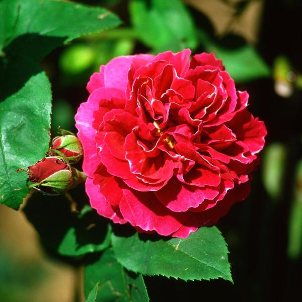 商品発送元："ITANSE農園セレクト通販"Healthy Herb &amp; Plants &amp; Foフラワー・ガーデニング、植木・盆栽・果樹【品種特徴】山梨県の薔薇苗専門のコマツガーデンさんが生産した苗木です。バロンジロードゥラ...