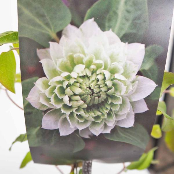 商品発送元："ITANSE農園セレクト通販"Healthy Herb &amp; Plants &amp; Foフラワー・ガーデニング、ガーデニング、苗物、花【品種特徴】 咲き始めは爽やかなライムグリーンで、咲き進むにつれて純白に変化してい...