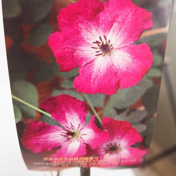 商品発送元："ITANSE農園セレクト通販"Healthy Herb &amp; Plants &amp; Foフラワー・ガーデニング、ガーデニング、苗物、花【PVP登録品種/海外への持出や営利目的の増殖は禁止されています】【品種特徴】マリ...