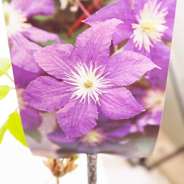 商品発送元："ITANSE農園セレクト通販"Healthy Herb &amp; Plants &amp; Foフラワー・ガーデニング、ガーデニング、苗物、花【品種特徴】 英国王立園芸協会の庭園の名を冠した、美しいクレマチスです。 青みがか...