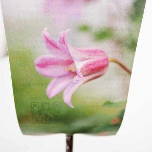 商品発送元："ITANSE農園セレクト通販"Healthy Herb &amp; Plants &amp; Foフラワー・ガーデニング、ガーデニング、苗物、花【品種特徴】 ベル形やチューリップ咲きの、かわいらしいピンク色の花を枝の節々に咲か...