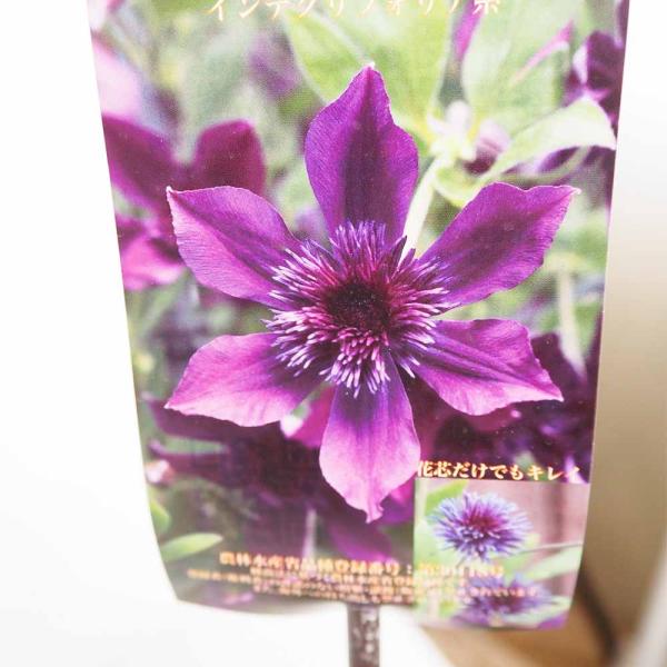 商品発送元："ITANSE農園セレクト通販"Healthy Herb &amp; Plants &amp; Foフラワー・ガーデニング、ガーデニング、苗物、花【PVP出願中/海外への持出や営利目的の増殖は禁止されています】 【品種特徴】 枝...