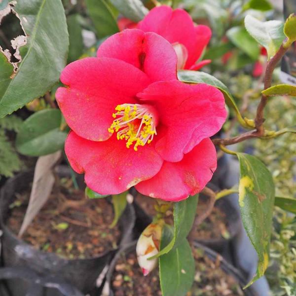商品発送元："ITANSE農園セレクト通販"Healthy Herb &amp; Plants &amp; Foフラワー・ガーデニング、植木・盆栽・果樹【品種特徴】 まるで「龍が雲を突き抜け天に昇る」かのような、ユニークな枝ぶりが最大の特徴...