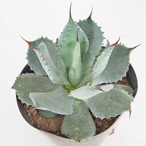 商品発送元："ITANSE農園セレクト通販"Healthy Herb &amp; Plants &amp; Foフラワー・ガーデニング、観葉植物【品種の特徴】 アガベの中でも特に知名度がある品種です。 淡いグリーンで丸みがある葉と鋭く尖った...