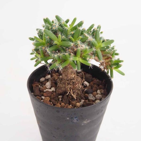 商品発送元："ITANSE農園セレクト通販"Healthy Herb &amp; Plants &amp; Foフラワー・ガーデニング、観葉植物【品種特徴】ミニチュアの盆栽のような、ユニークな樹形が魅力の多肉植物です。株元がぷっくりと太る「...