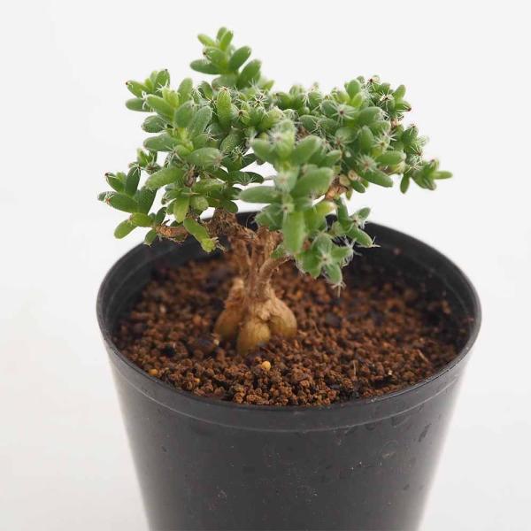 商品発送元："ITANSE農園セレクト通販"Healthy Herb &amp; Plants &amp; Foフラワー・ガーデニング、観葉植物【品種特徴】ミニチュアの盆栽のような、ユニークな樹形が魅力の多肉植物です。ぷっくりと丸い塊根(か...