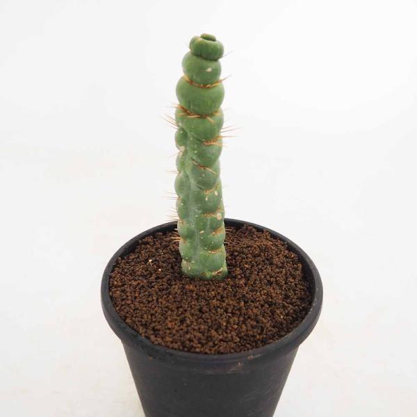 商品発送元："ITANSE農園セレクト通販"Healthy Herb &amp; Plants &amp; Foフラワー・ガーデニング、観葉植物【品種特徴】 その名の通り、螺旋(スパイラル)を描きながら成長する、非常にユニークで珍しいサボテ...