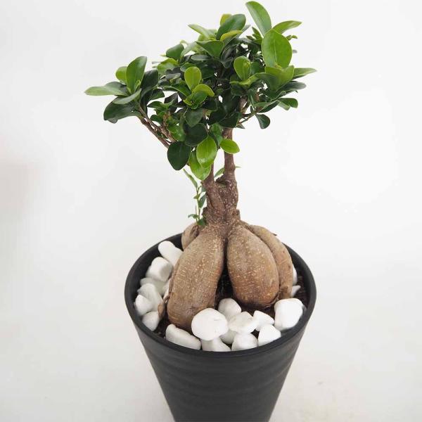 商品発送元："ITANSE農園セレクト通販"Healthy Herb &amp; Plants &amp; Foフラワー・ガーデニング、観葉植物★鉢色のご指定は承れません。ご了承ください。【品種特徴】ガジュマルは、幹の途中から気根という根を...
