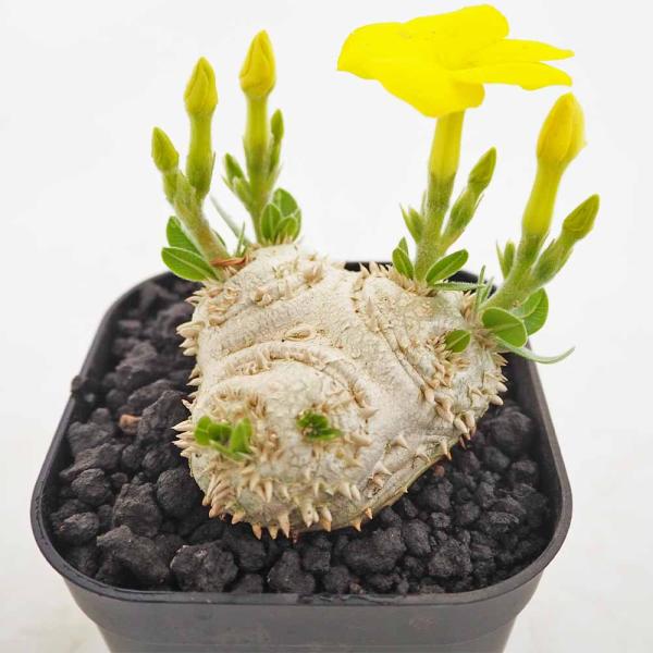 商品発送元："ITANSE農園セレクト通販"Healthy Herb &amp; Plants &amp; Foフラワー・ガーデニング、観葉植物【品種特徴】 和名で「恵比寿笑い(えびすわらい)」とも呼ばれる、大変ユニークな姿のパキポディウム...
