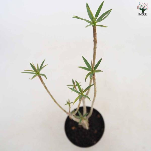 商品発送元："ITANSE農園セレクト通販"Healthy Herb &amp; Plants &amp; Foフラワー・ガーデニング、観葉植物【品種特徴】 細い枝の先端に、放射状に葉を展開する、ユニークな姿のユーフォルビアです。 株元は徐...