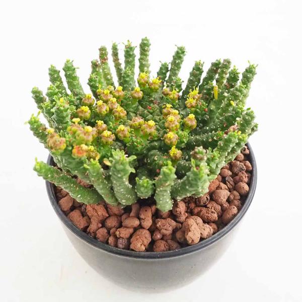 商品発送元："ITANSE農園セレクト通販"Healthy Herb &amp; Plants &amp; Foフラワー・ガーデニング、観葉植物【品種特徴】 ゴルゴニスは、南アフリカ原産の多肉質なユーフォルビアの一種で、放射状に広がる短い茎...