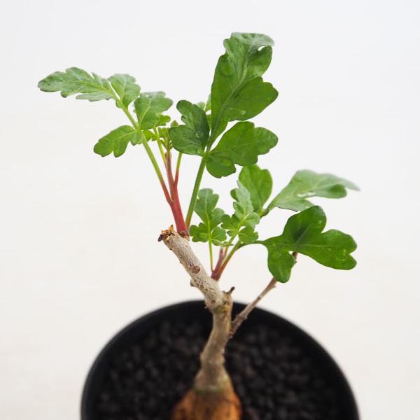 商品発送元："ITANSE農園セレクト通販"Healthy Herb &amp; Plants &amp; Foフラワー・ガーデニング、観葉植物【品種特徴】 和名で「象の木」と呼ばれる、大変人気の高い塊根植物です。 成長すると、どっしりとし...
