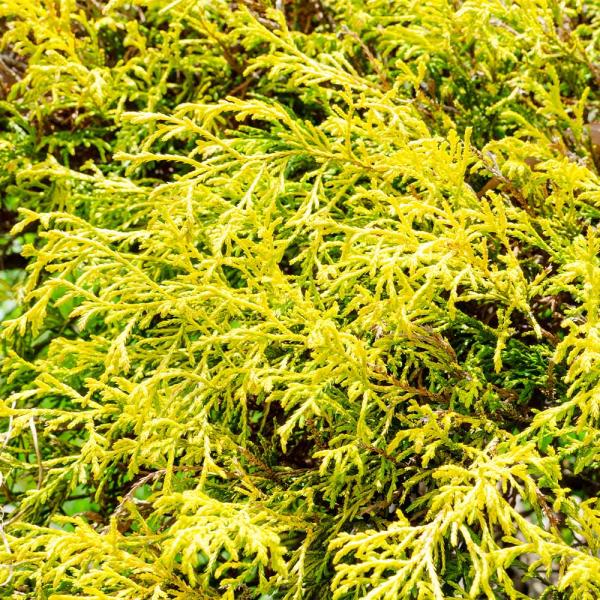 商品発送元："ITANSE農園セレクト通販"Healthy Herb &amp; Plants &amp; Foフラワー・ガーデニング、植木・盆栽・果樹【品種特徴】コニファー フィリフェラオーレアは、サワラの仲間で、常緑で通年楽しめる葉が特...