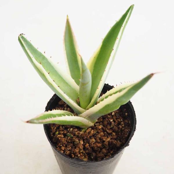 商品発送元："ITANSE農園セレクト通販"Healthy Herb &amp; Plants &amp; Foフラワー・ガーデニング、観葉植物【品種特徴】 青緑色の葉の縁に、名前の通りクリーム色のような優しいイエローの斑(覆輪斑)が入るの...