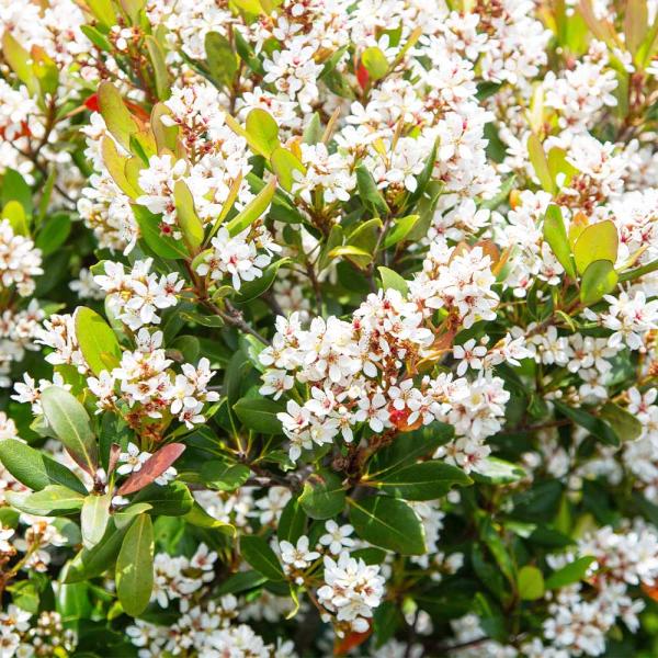 商品発送元："ITANSE農園セレクト通販"Healthy Herb &amp; Plants &amp; Foフラワー・ガーデニング、植木・盆栽・果樹【品種特徴】 梅に似た清楚な花と、車輪のように放射状に伸びる枝葉の様子から「車輪梅(シャ...