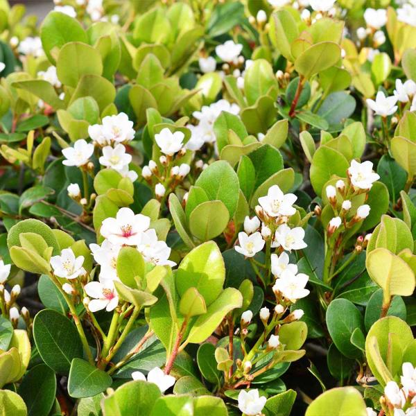 商品発送元："ITANSE農園セレクト通販"Healthy Herb &amp; Plants &amp; Foフラワー・ガーデニング、植木・盆栽・果樹【品種特徴】 シャリンバイの変種で、葉が丸みを帯びているのが特徴です。 通常のシャリンバ...