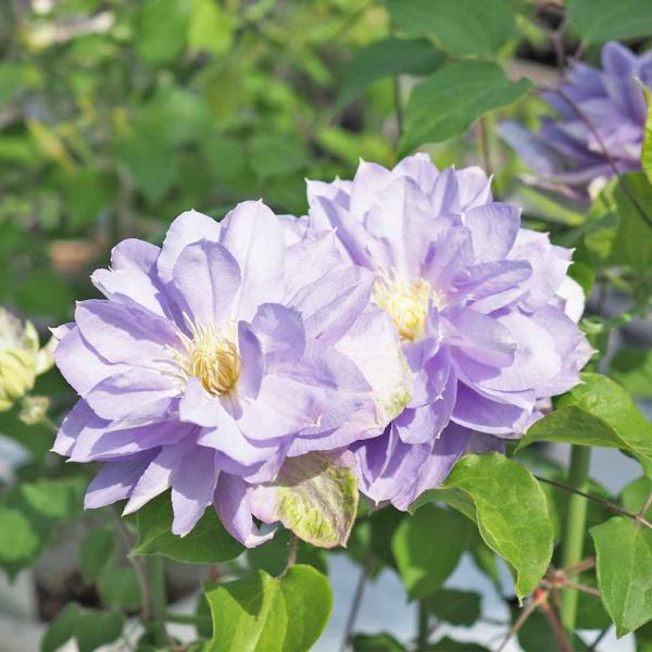 商品発送元："ITANSE農園セレクト通販"Healthy Herb &amp; Plants &amp; Foフラワー・ガーデニング、ガーデニング、苗物、花【品種特徴】初夏の訪れを告げるように咲く、爽やかなクレマチスです。淡い青紫色の花弁...