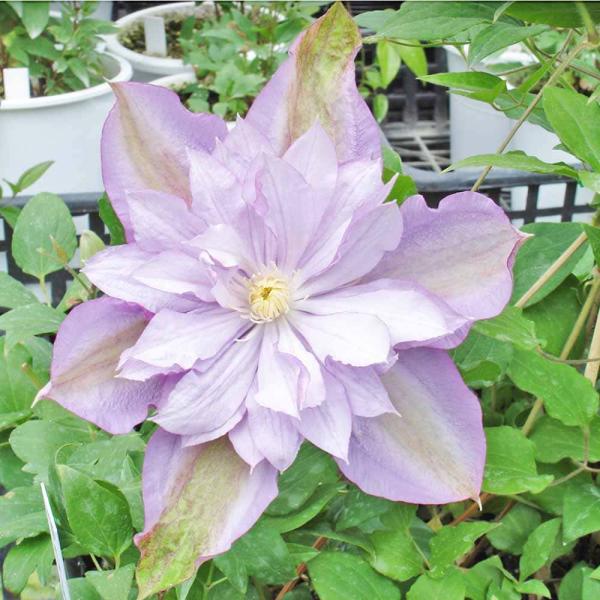 商品発送元："ITANSE農園セレクト通販"Healthy Herb &amp; Plants &amp; Foフラワー・ガーデニング、ガーデニング、苗物、花【品種特徴】 ギリシャ神話の変幻自在の神「プロテウス」の名を持つ、大変ユニークなク...