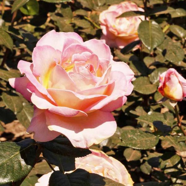 商品発送元："ITANSE農園セレクト通販"Healthy Herb &amp; Plants &amp; Foフラワー・ガーデニング、植木・盆栽・果樹【品種特徴】「エル」は、世界的なファッション雑誌の名を冠した、モダンで洗練された雰囲気の...