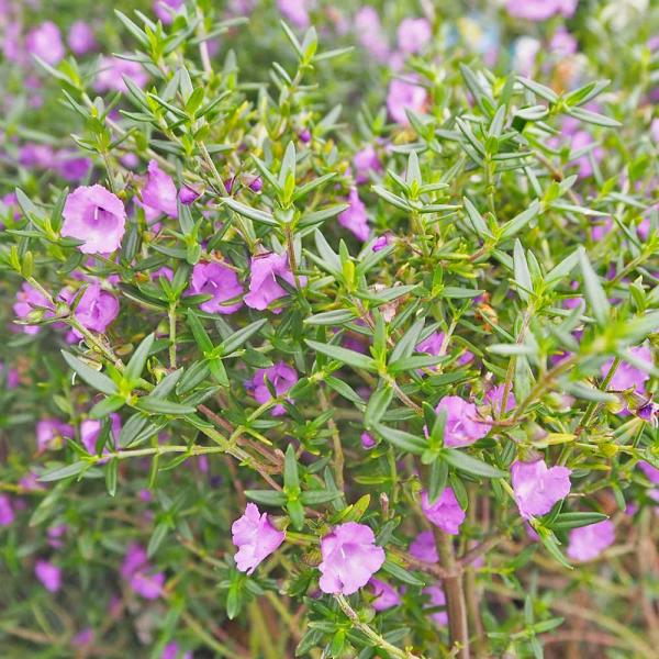 商品発送元："ITANSE農園セレクト通販"Healthy Herb &amp; Plants &amp; Foフラワー・ガーデニング、ガーデニング、苗物、花【品種特徴】 ミントブッシュは、葉をこすりあわせると、ミントのような爽やかな香りが...