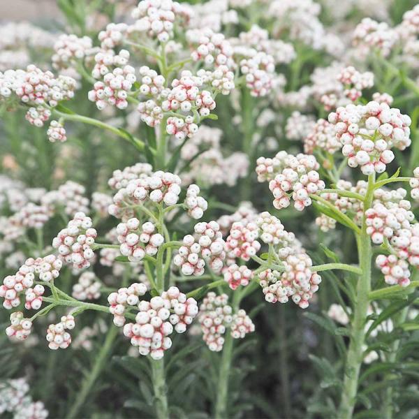 商品発送元："ITANSE農園セレクト通販"Healthy Herb &amp; Plants &amp; Foフラワー・ガーデニング、植木・盆栽・果樹【品種特徴】 ライスフラワー スプリングホワイトは、その名の通り白色の花を咲かせる品種で...
