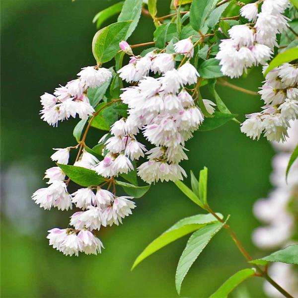 商品発送元："ITANSE農園セレクト通販"Healthy Herb &amp; Plants &amp; Foフラワー・ガーデニング、植木・盆栽・果樹【品種特徴】サラサウツギは、花びらの外側がピンク色で、内側が白色の八重咲き品種です。花の...