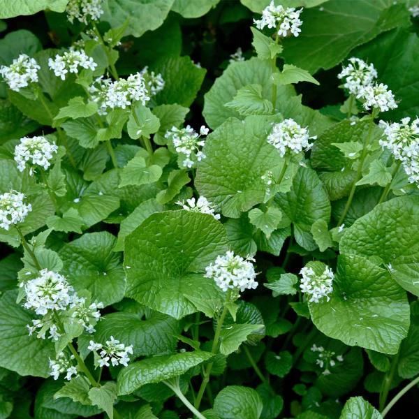 商品発送元："ITANSE農園セレクト通販"Healthy Herb &amp; Plants &amp; Foフラワー・ガーデニング、ガーデニング、苗物、野菜【品種特徴】 日本を代表する香辛料「わさび」を、ご家庭で育てられる苗です。 名産...
