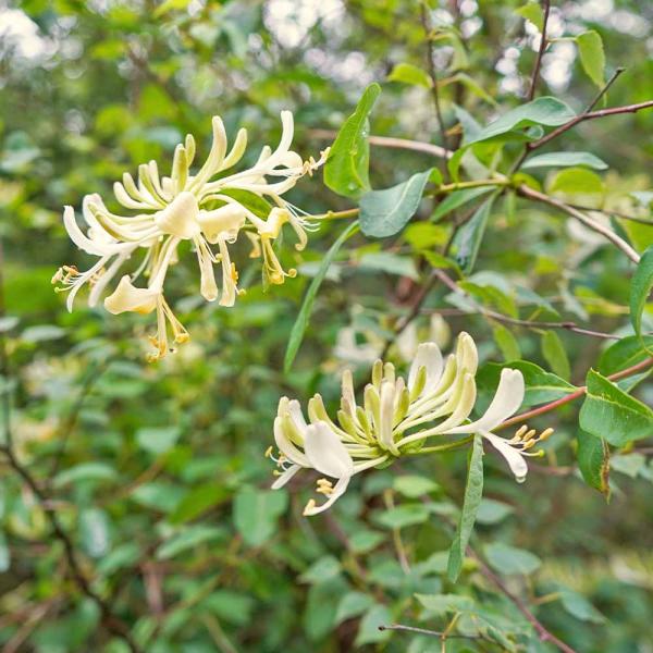 商品発送元："ITANSE農園セレクト通販"Healthy Herb &amp; Plants &amp; Foフラワー・ガーデニング、植木・盆栽・果樹【品種特徴】著名な育種家グラハム・トーマス氏の名を冠した、香りの良いロニセラ(ハニーサッ...