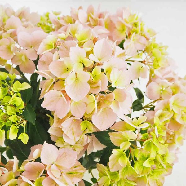 商品発送元："ITANSE農園セレクト通販"Healthy Herb &amp; Plants &amp; Foフラワー・ガーデニング、ガーデニング、苗物、花【品種特徴】ラグランジア クリスタルヴェール2は、PW社さんが開発された、新ジャン...