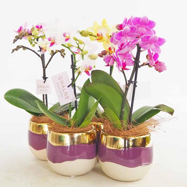 商品発送元："ITANSE農園セレクト通販"Healthy Herb &amp; Plants &amp; Foフラワー・ガーデニング、ガーデニング、苗物、花★花色・鉢色のご指定は承れません。ご了承ください。【品種特徴】ミディ胡蝶蘭の品種・...