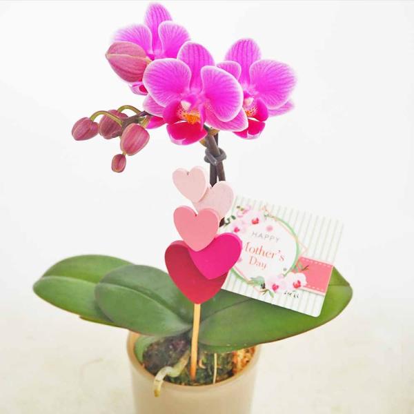 商品発送元："ITANSE農園セレクト通販"Healthy Herb &amp; Plants &amp; Foフラワー・ガーデニング、ガーデニング、苗物、花★花色・鉢色のご指定は承れません。ご了承ください。【品種特徴】ミディ胡蝶蘭の品種・...