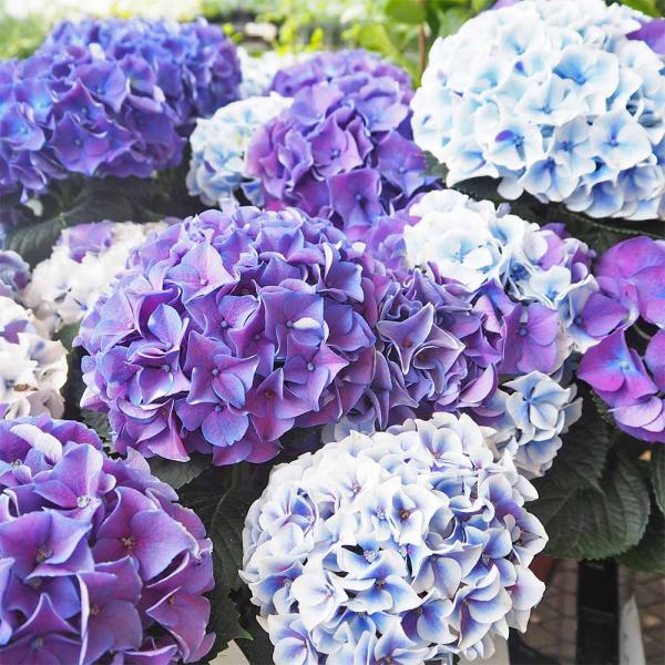 商品発送元："ITANSE農園セレクト通販"Healthy Herb &amp; Plants &amp; Foフラワー・ガーデニング、植木・盆栽・果樹【品種特徴】花持ちが良く、色の変化が美しいアジサイです。咲き始めから咲き終わりまで、花色...