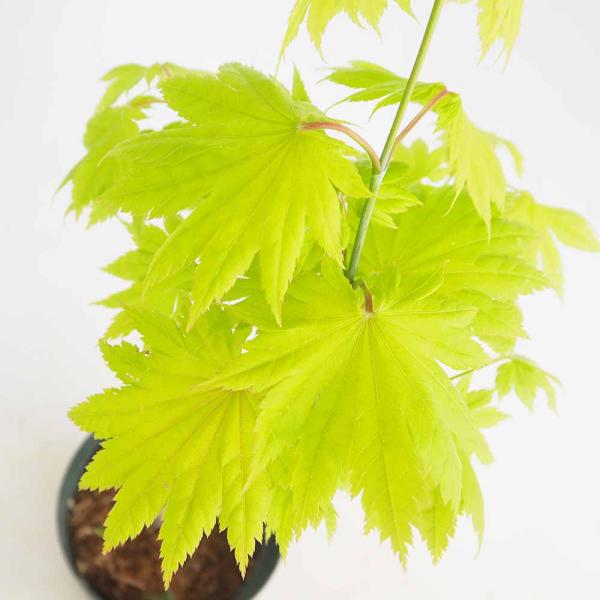商品発送元："ITANSE農園セレクト通販"Healthy Herb &amp; Plants &amp; Foフラワー・ガーデニング、植木・盆栽・果樹【品種特徴】イタヤカエデの黄金葉品種で、一年を通して葉色の変化が楽しめます。春の芽吹きは...