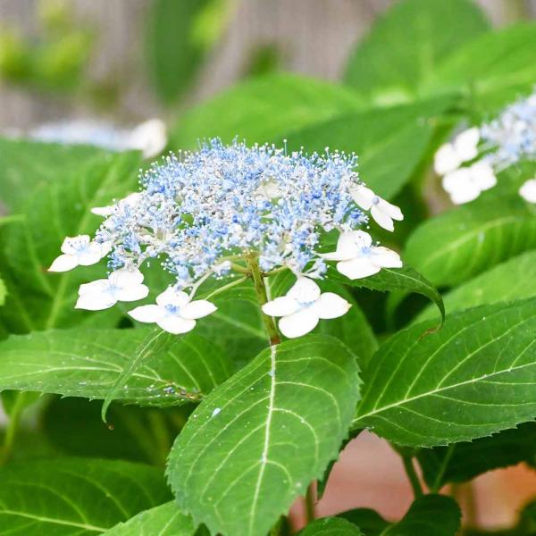 商品発送元："ITANSE農園セレクト通販"Healthy Herb &amp; Plants &amp; Foフラワー・ガーデニング、植木・盆栽・果樹【品種特徴】葉に甘みがあり「甘茶」として利用されるヤマアジサイの白花品種です。花はガク咲...