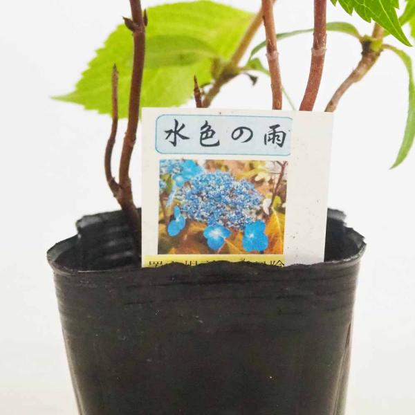 商品発送元："ITANSE農園セレクト通販"Healthy Herb &amp; Plants &amp; Foフラワー・ガーデニング、植木・盆栽・果樹【品種特徴】「水色の雨」という詩的な名前を持つ、美しいヤマアジサイです。花はガク咲きで、...