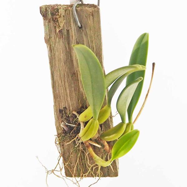 商品発送元："ITANSE農園セレクト通販"Healthy Herb &amp; Plants &amp; Foフラワー・ガーデニング、ガーデニング、苗物、花【品種特徴】ユニークでエキゾチックな花を咲かせることで知られる、バルボフィラム属の...