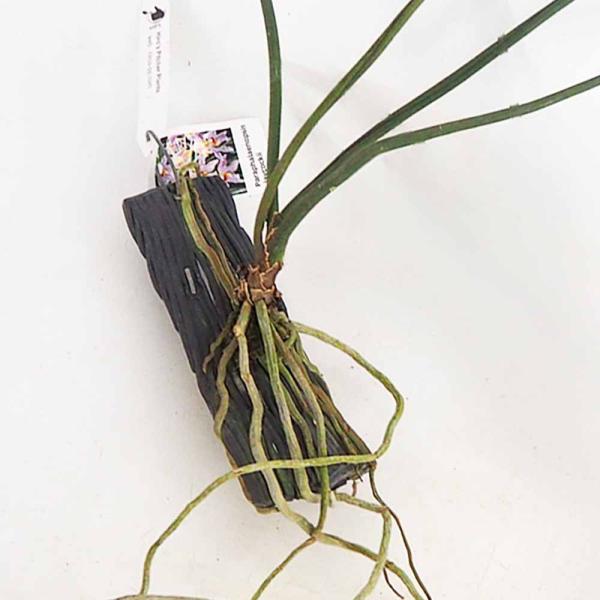 商品発送元："ITANSE農園セレクト通販"Healthy Herb &amp; Plants &amp; Foフラワー・ガーデニング、ガーデニング、苗物、花【品種特徴】ボルネオ島原産の、ユニークな姿をした着生ランの原種です。棒状の多肉質な...