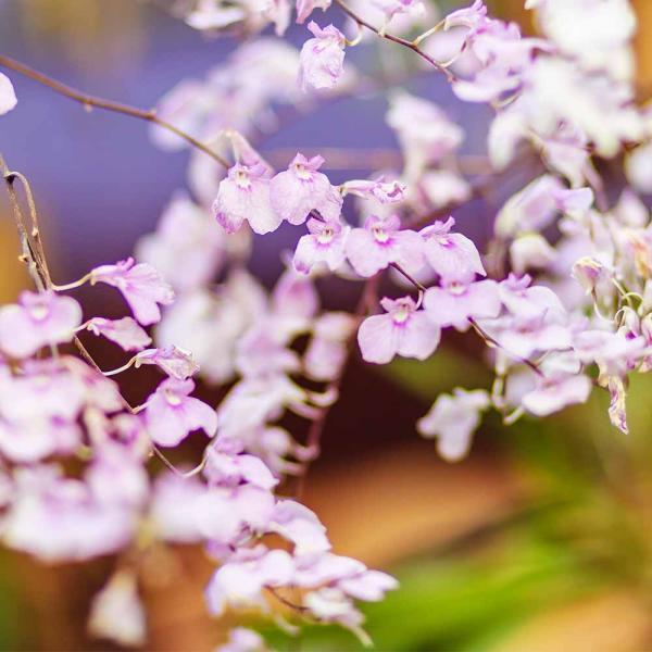 商品発送元："ITANSE農園セレクト通販"Healthy Herb &amp; Plants &amp; Foフラワー・ガーデニング、ガーデニング、苗物、花【品種特徴】中南米の熱帯・亜熱帯地域に広く自生する、小型の着生ランの原種です。小さ...