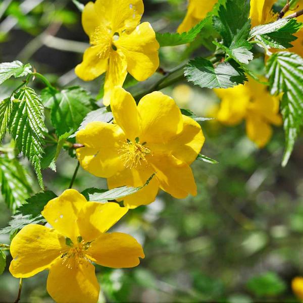 商品発送元："ITANSE農園セレクト通販"Healthy Herb &amp; Plants &amp; Foフラワー・ガーデニング、植木・盆栽・果樹【品種特徴】 鮮やかな山吹色（やまぶきいろ）の花が美しい、日本原産の落葉低木です。 素朴...