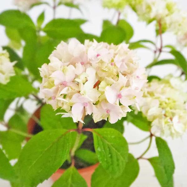 商品発送元："ITANSE農園セレクト通販"Healthy Herb &amp; Plants &amp; Foフラワー・ガーデニング、植木・盆栽・果樹【品種特徴】 伊予獅子手毬(いよじしてまり)は、パステルカラーの小さな手毬花をたくさん咲...