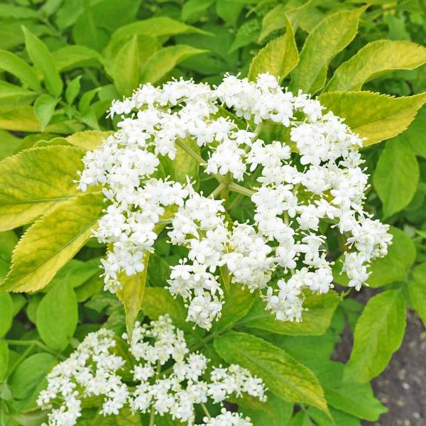 商品発送元："ITANSE農園セレクト通販"Healthy Herb &amp; Plants &amp; Foフラワー・ガーデニング、ガーデニング、苗物、ハーブ【品種特徴】ゴールデンエルダーとも呼ばれ、葉が美しい黄金葉になり、お庭のシンボ...
