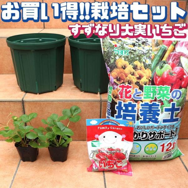 商品発送元："ITANSE農園セレクト通販"Healthy Herb &amp; Plants &amp; Fo人気のすずなり大実いちご苗とスリット鉢と培養土のお買得セットです！フラワー・ガーデニング、ガーデニング、苗物、野菜人気の「すずな...