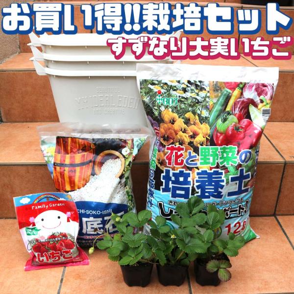 商品発送元："ITANSE農園セレクト通販"Healthy Herb &amp; Plants &amp; Fo人気の「すずなり大実いちご苗」「取っ手付プランター」「花と野菜の培養土」「鉢底石」「いちごの肥料」のお買い得セット！フラワー・ガ...